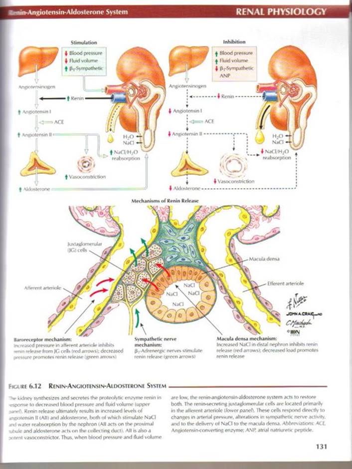 Renal physiology - Netter's Atlas of Human Physiology (Netter Basic ...