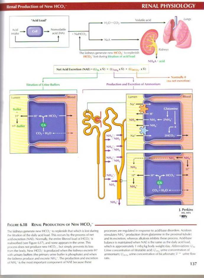 Renal physiology - Netter's Atlas of Human Physiology (Netter Basic ...