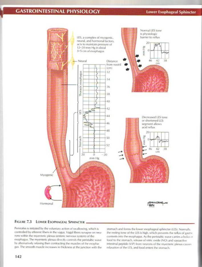 Gastrointestinal physiology - Netter's Atlas of Human Physiology ...