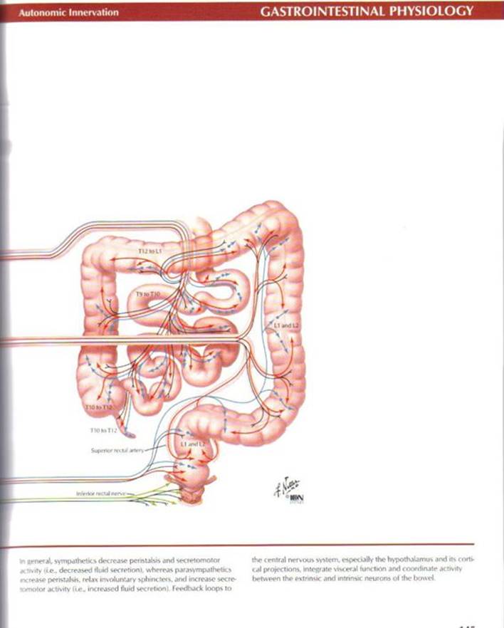 Gastrointestinal physiology - Netter's Atlas of Human Physiology ...