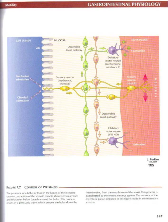 Gastrointestinal physiology - Netter's Atlas of Human Physiology ...