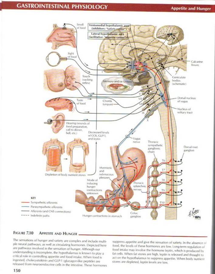 Gastrointestinal physiology - Netter's Atlas of Human Physiology ...