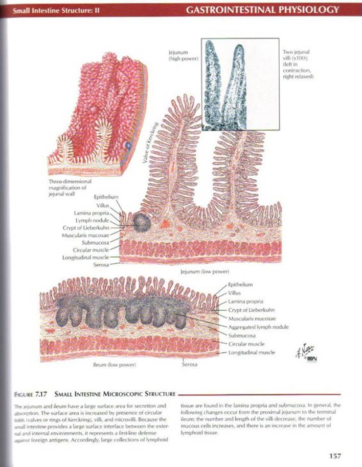 Gastrointestinal physiology - Netter's Atlas of Human Physiology ...