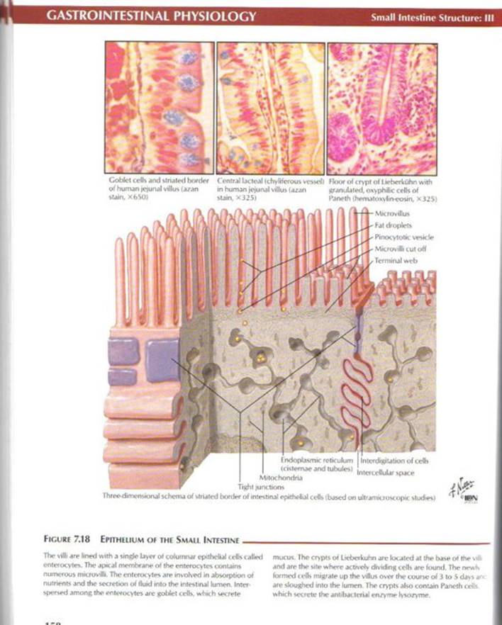 Gastrointestinal physiology - Netter's Atlas of Human Physiology ...