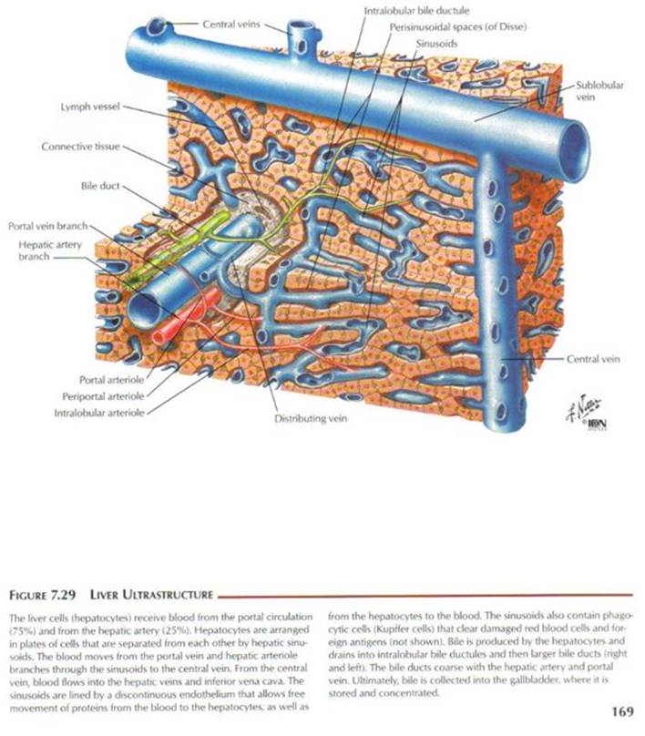 Gastrointestinal physiology - Netter's Atlas of Human Physiology ...