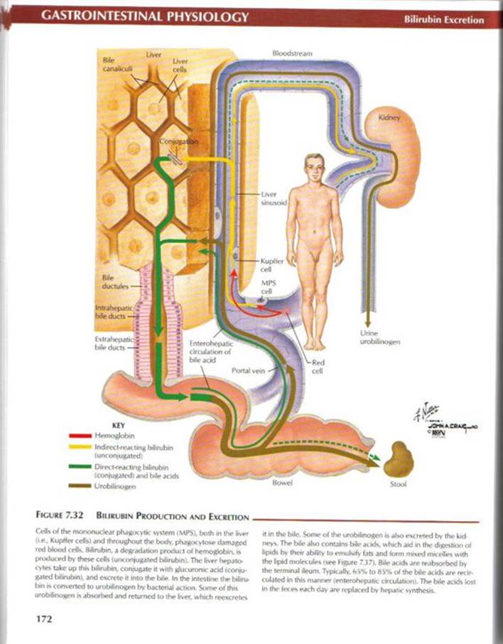 Gastrointestinal physiology - Netter's Atlas of Human Physiology ...