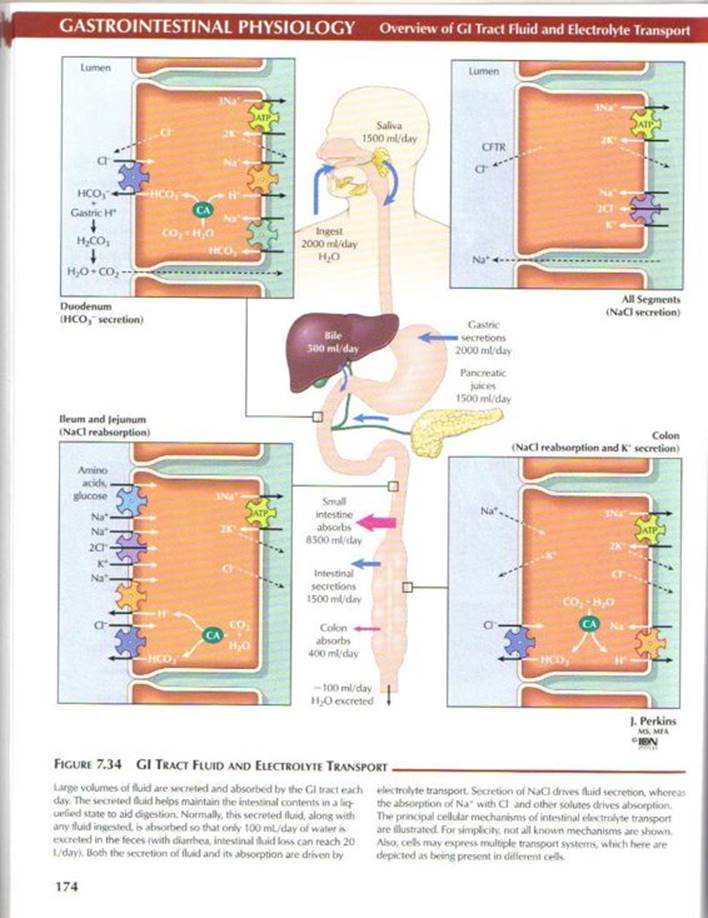 Gastrointestinal physiology - Netter's Atlas of Human Physiology ...