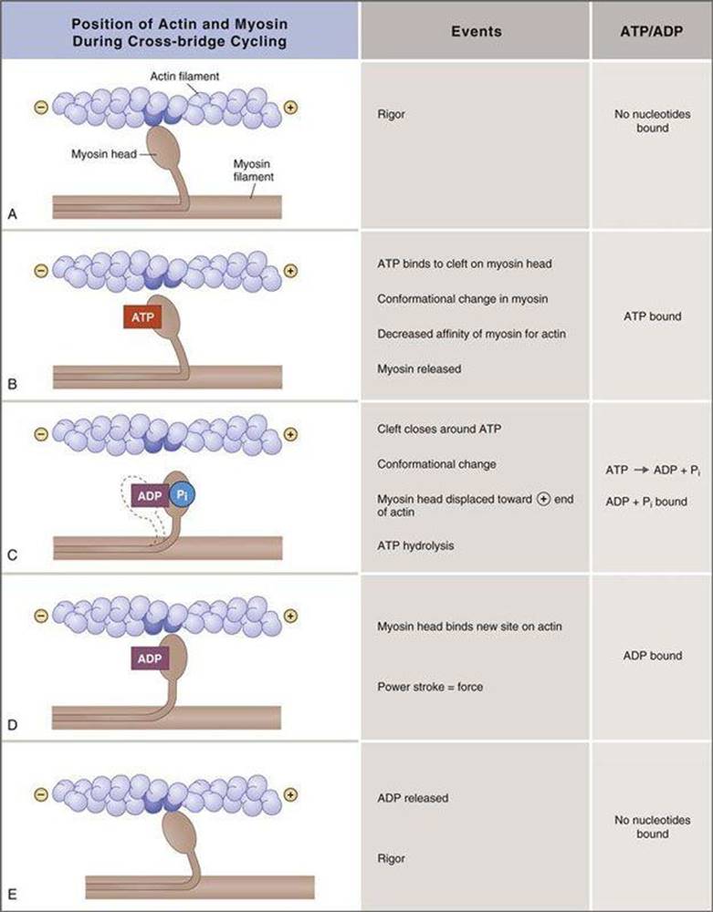 SKELETAL MUSCLE - Cellular Physiology - Physiology 5th Ed.