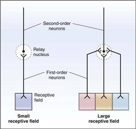 SENSORY SYSTEMS - Neurophysiology - Physiology 5th Ed.