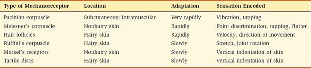 SOMATOSENSORY SYSTEM AND PAIN - Neurophysiology - Physiology 5th Ed.