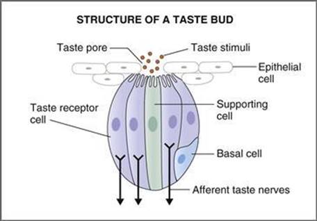 TASTE - Neurophysiology - Physiology 5th Ed.