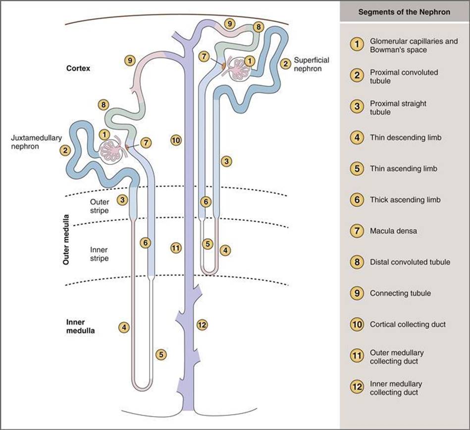 ANATOMY AND BLOOD SUPPLY - Renal Physiology - Physiology 5th Ed.