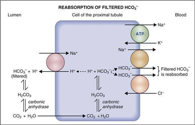 RENAL MECHANISMS IN ACID-BASE BALANCE - Acid-Base Physiology ...