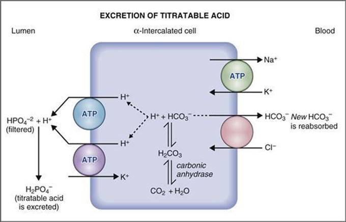RENAL MECHANISMS IN ACID-BASE BALANCE - Acid-Base Physiology ...