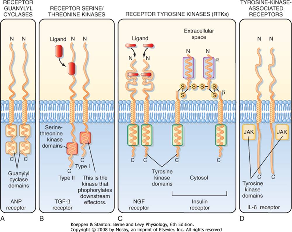 Signal Transduction, Membrane Receptors, Second Messengers, and ...