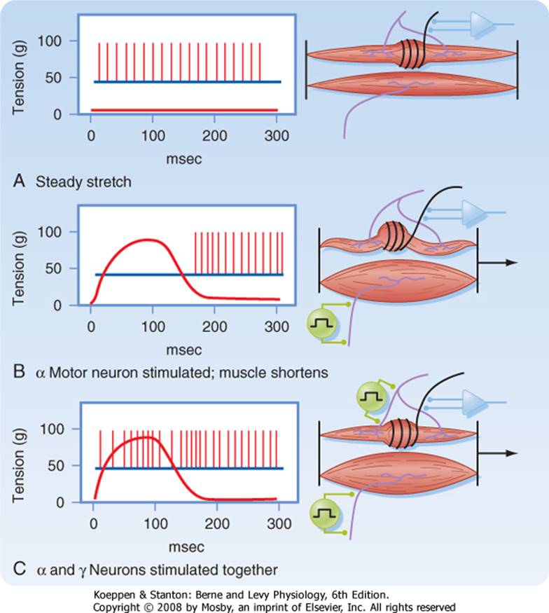 Organization of Motor Function - Berne and Levy Physiology, 6th ed