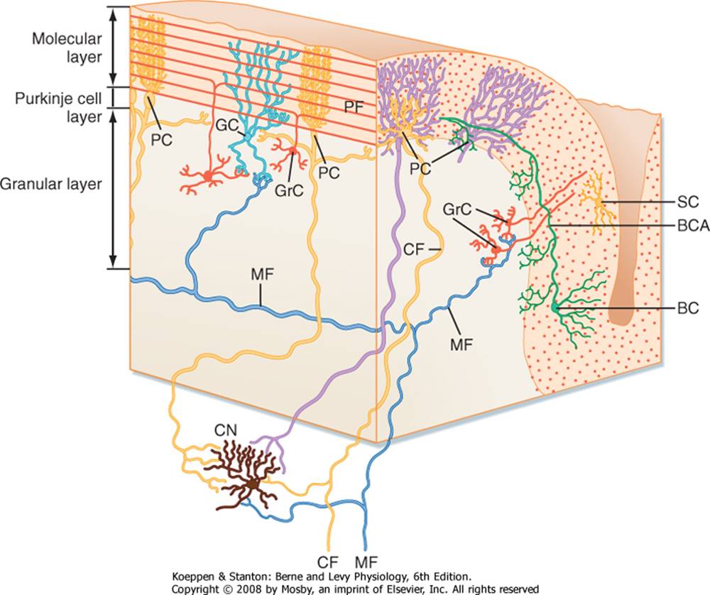Organization of Motor Function - Berne and Levy Physiology, 6th ed