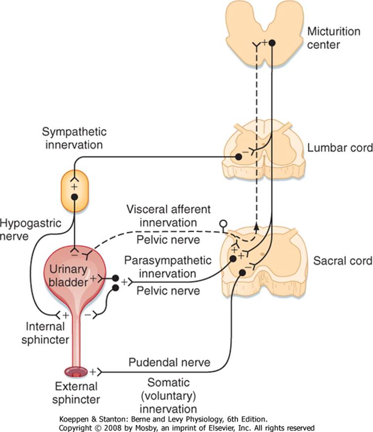 Sympathetic Nervous System Pathway