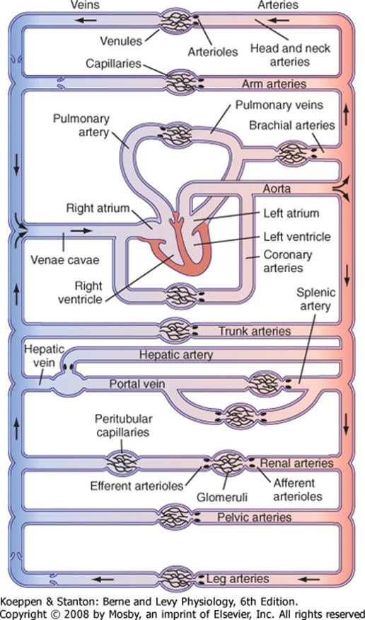 Overview of Circulation - Berne and Levy Physiology, 6th ed
