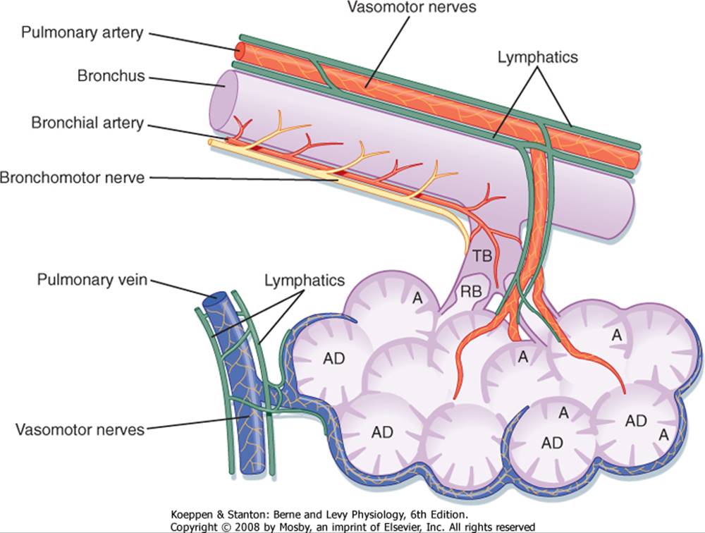 Structure and Function of the Respiratory System - Berne and Levy ...
