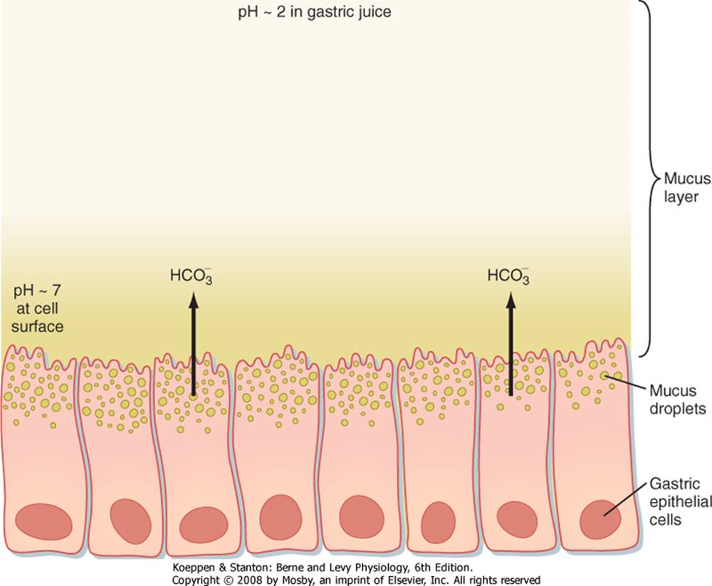 The Gastric Phase of the Integrated Response to a Meal - Berne and Levy ...