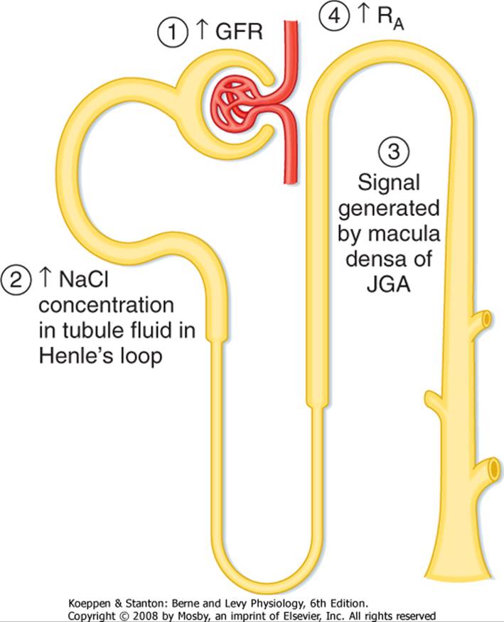 Elements of Renal Function - Berne and Levy Physiology, 6th ed