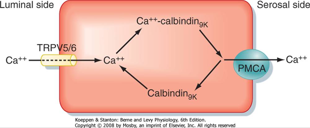 Hormonal Regulation of Calcium and Phosphate Metabolism - Berne and ...