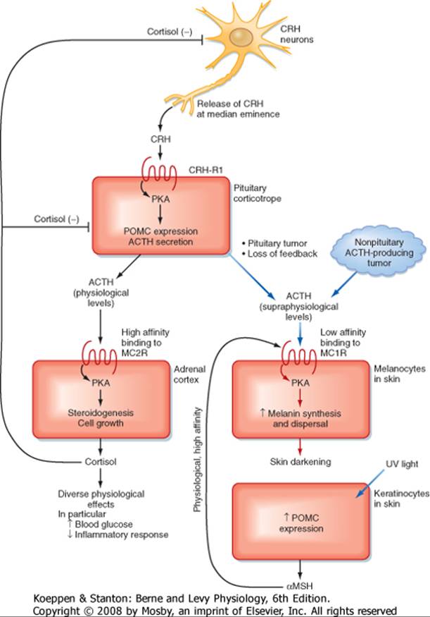 The Hypothalamus and Pituitary Gland - Berne and Levy Physiology, 6th ed