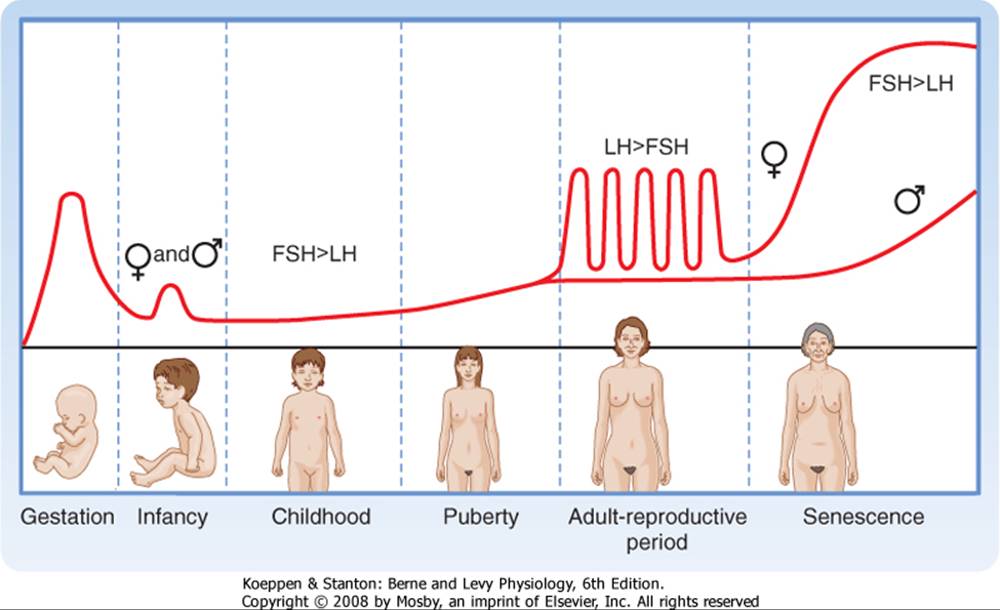 The Male and Female Reproductive Systems - Berne and Levy Physiology ...