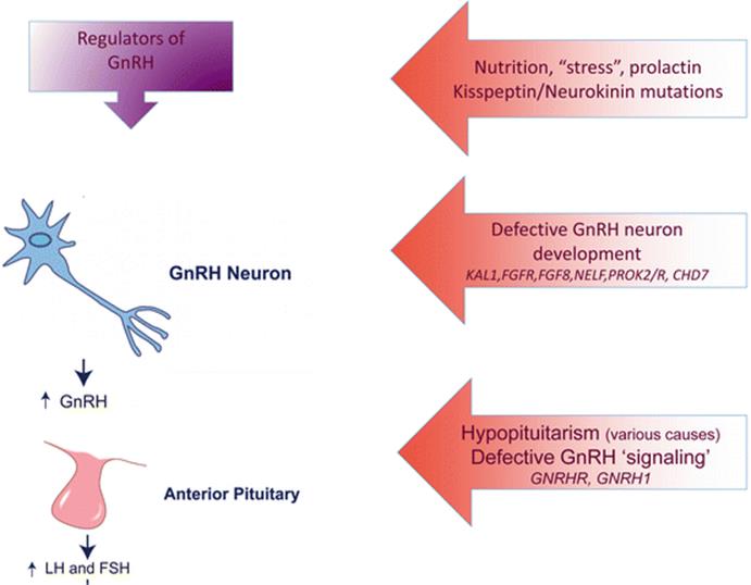Pubertal Dysfunction: A Disorder of GnRH Pulsatility - Puberty ...
