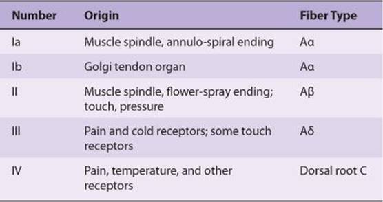 Excitable Tissue: Nerve - Ganong’s Review of Medical Physiology, 24th ...