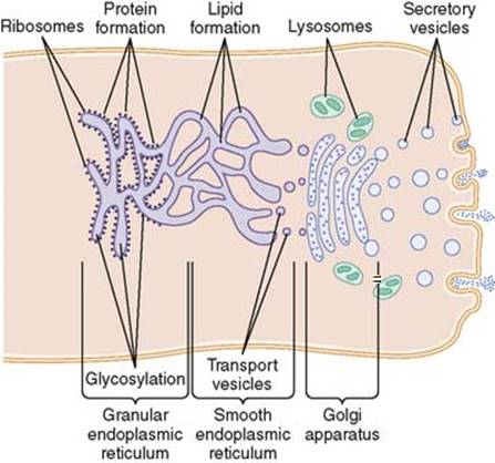 The Cell and Its Functions - Introduction to Physiology: The Cell and ...