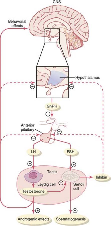 Reproductive and Hormonal Functions of the Male (and Function of the ...