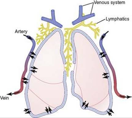 Pulmonary Circulation, Pulmonary Edema, Pleural Fluid - Respiration ...