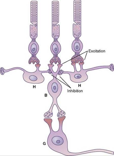 The Eye. Receptor and Neural Function of the Retina - The Nervous ...