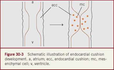 Epidemiology and Prenatal Diagnosis of Congenital Malformations in ...