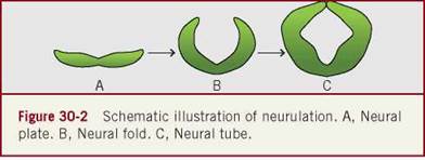Epidemiology and Prenatal Diagnosis of Congenital Malformations in ...