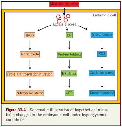 Epidemiology and Prenatal Diagnosis of Congenital Malformations in ...