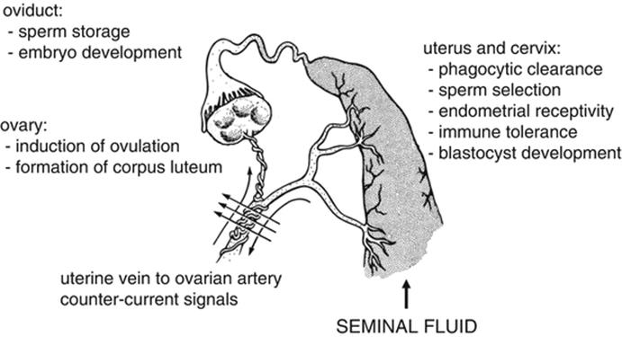 Seminal Fluid Signalling in the Female Reproductive Tract: Implications ...