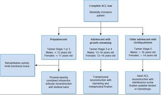 Anterior Cruciate Ligament Reconstruction in the Skeletally Immature ...
