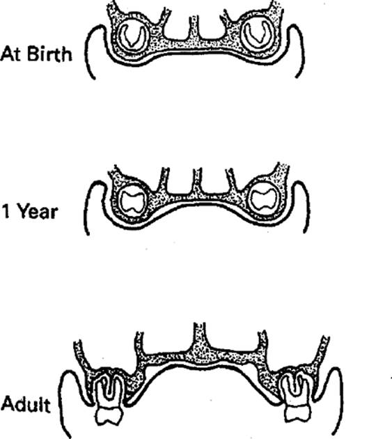 Palatogenesis: Closure of the Secondary Palate - Cleft Lip & Palate ...