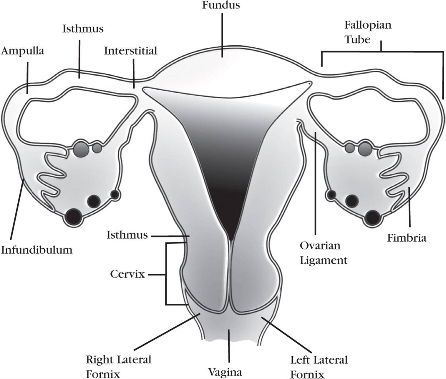 Obstetrical and Gynecologic Sonography and Transvaginal Sonography ...